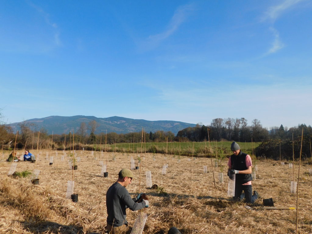 Riverfront Planting Party - Skagit Fisheries Enhancement Group